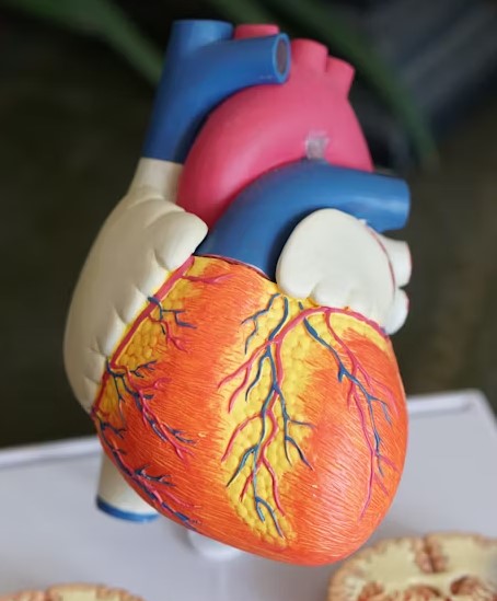 Osteopathy and the function of the heart – aliceblouin